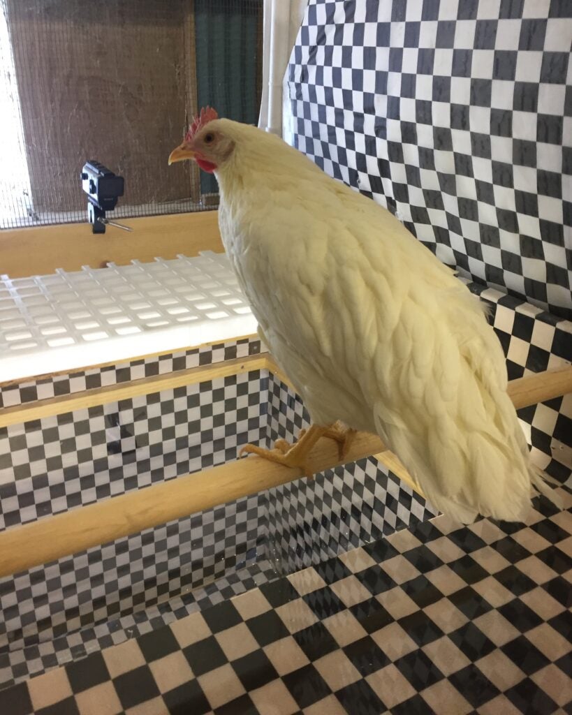 Research Projects – Animal Behavior and Cognition Lab