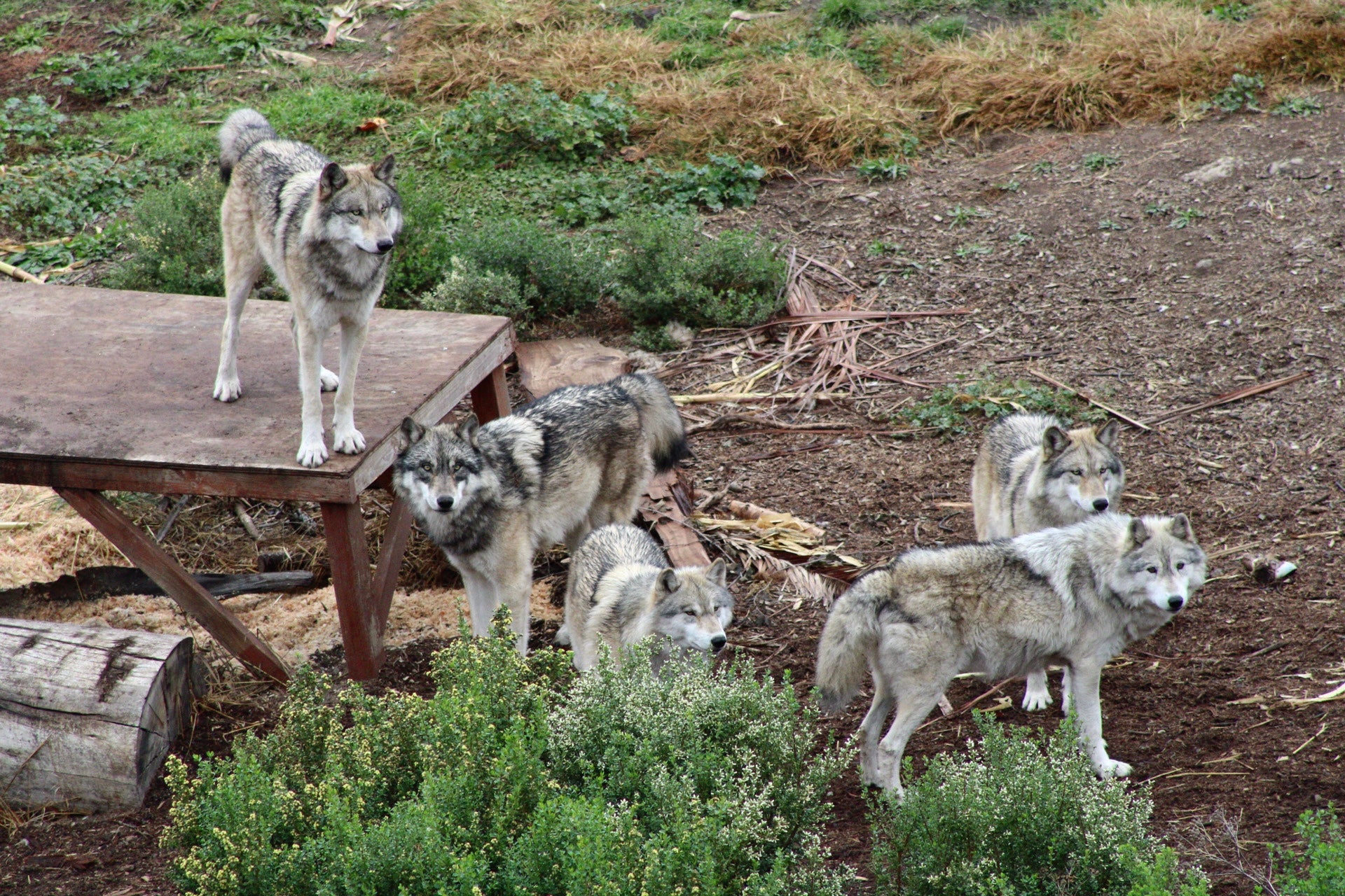 Research Projects – Animal Behavior and Cognition Lab